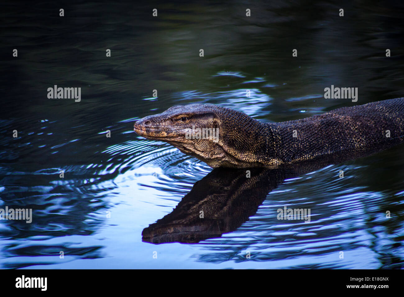 Side view of a small monitor lizard sunning on a ledge to maintain its ...