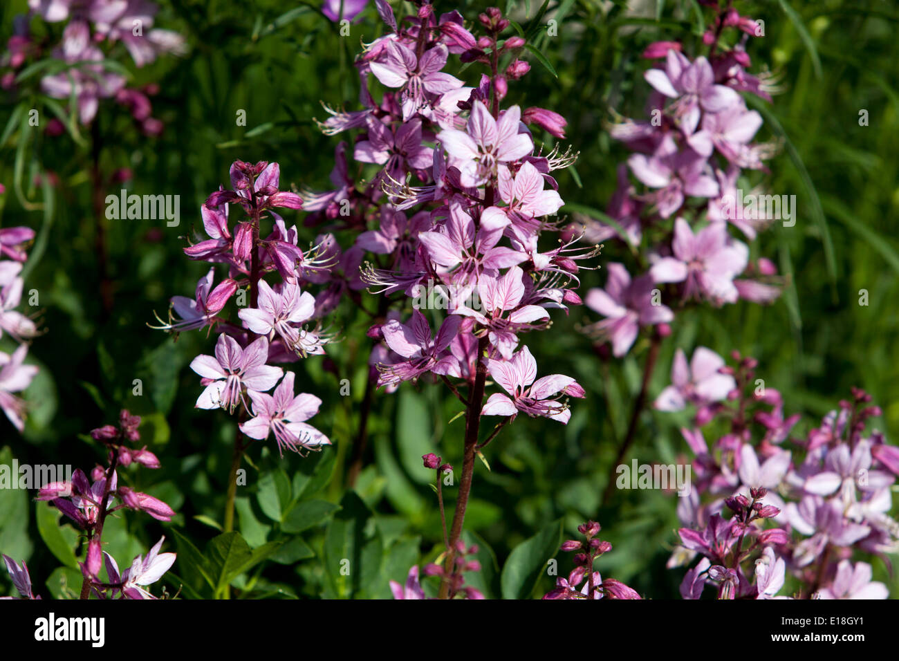 Pink Gas Plant Dictamnus albus 'Purpureus' Stock Photo - Alamy