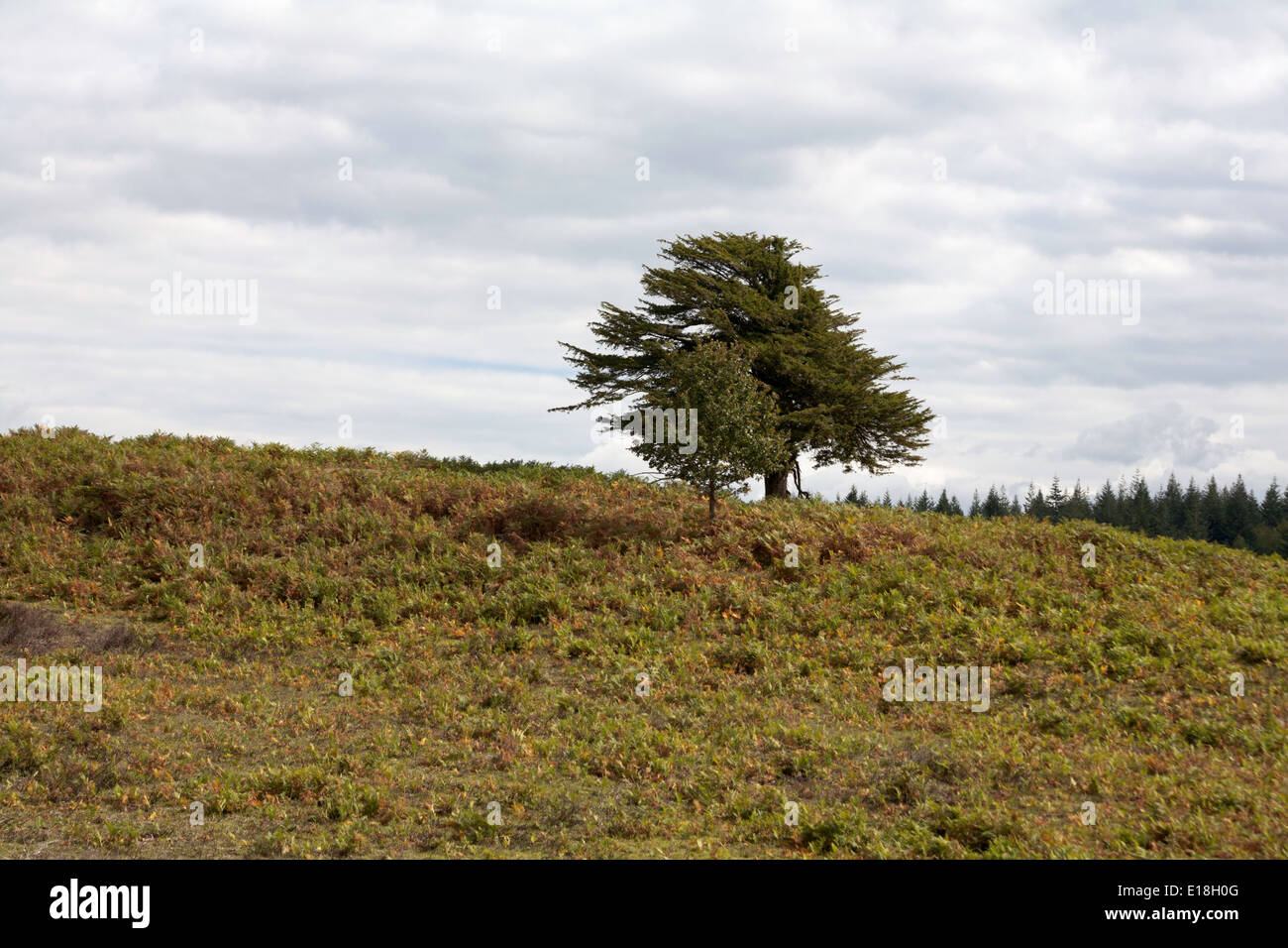 Latchmore brook new forest hi-res stock photography and images - Alamy
