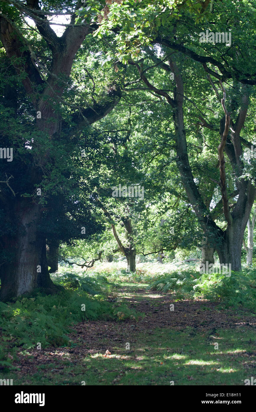 Woodland and woodland paths The Sloden Inclosure between Frogham and ...