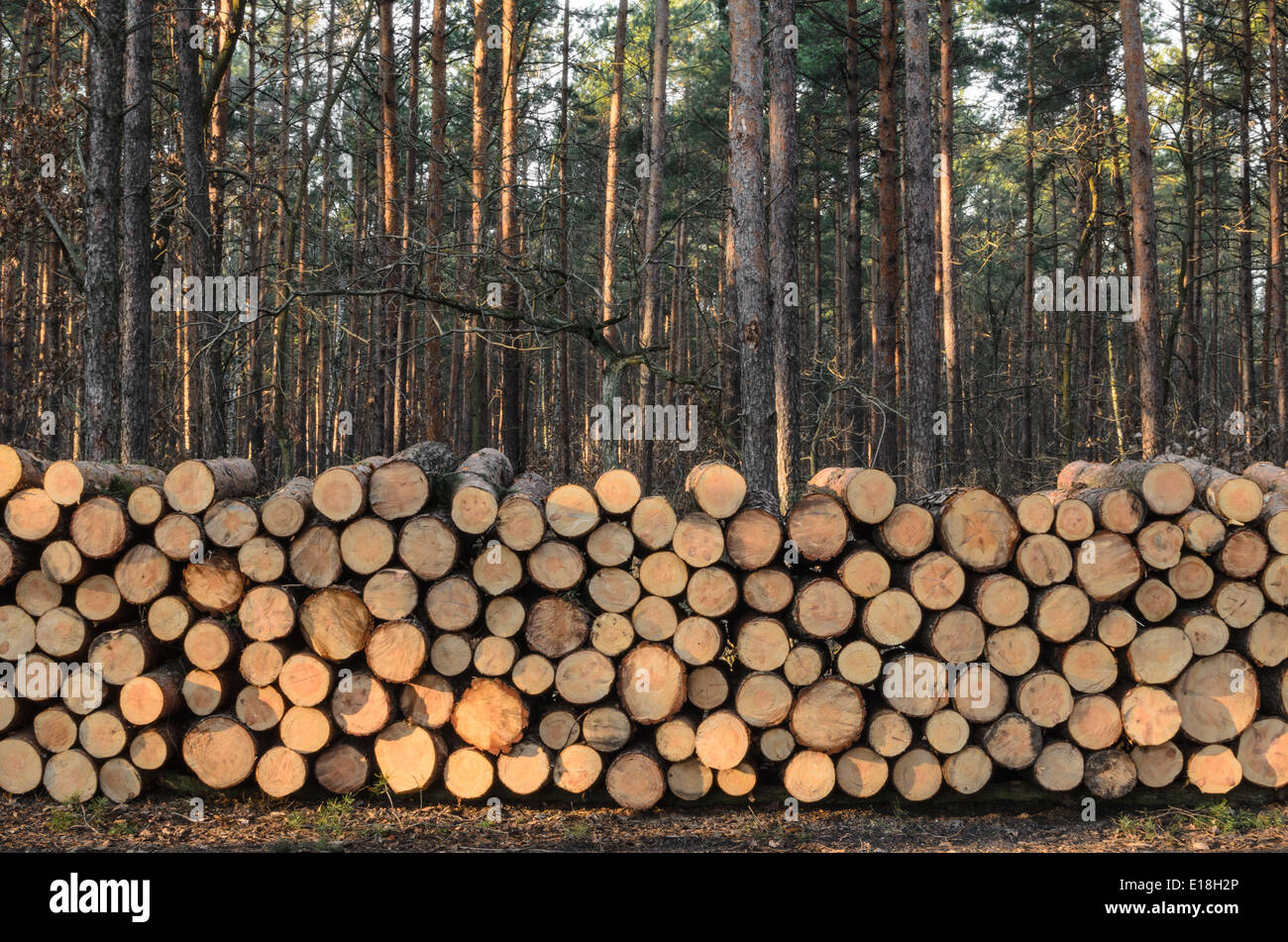 pile of lumber in pine forest Stock Photo - Alamy