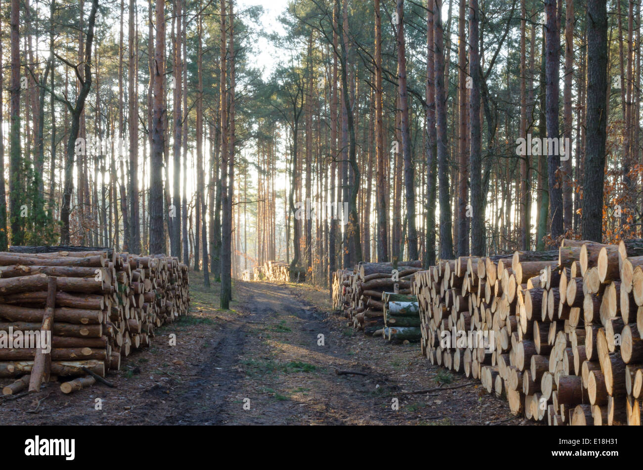 pile of lumber in pine forest Stock Photo - Alamy