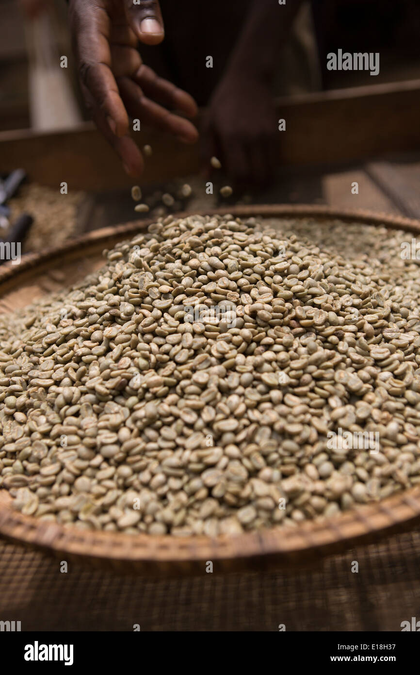 Freshly processed coffee beans on Mt. Kilimanjaro, Tanzania Stock Photo ...