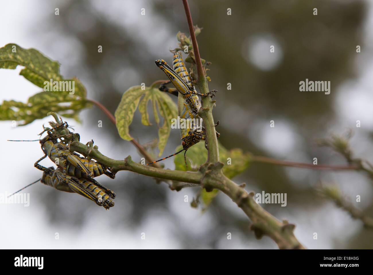 Locusts consuming cassava (or manioc) crops in Tanzania, East Africa ...