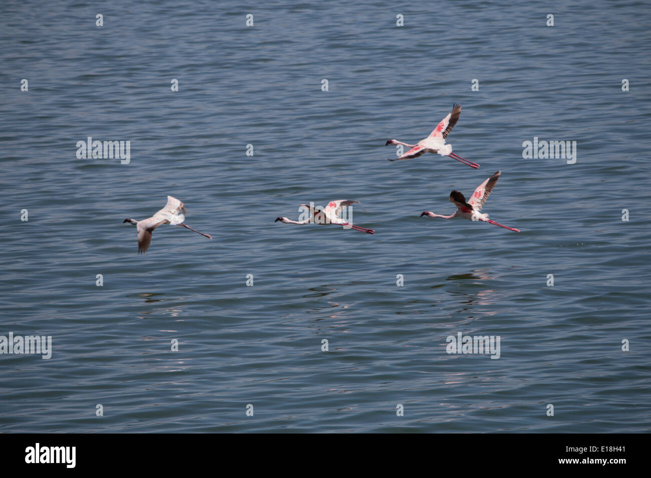 Flamingos in flight hi-res stock photography and images - Alamy