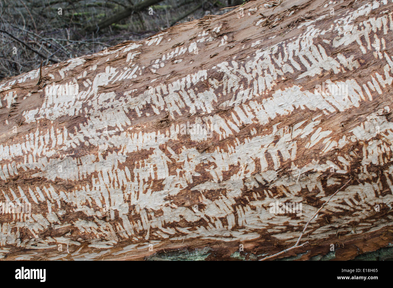 Beaver chewed trees hi-res stock photography and images - Alamy