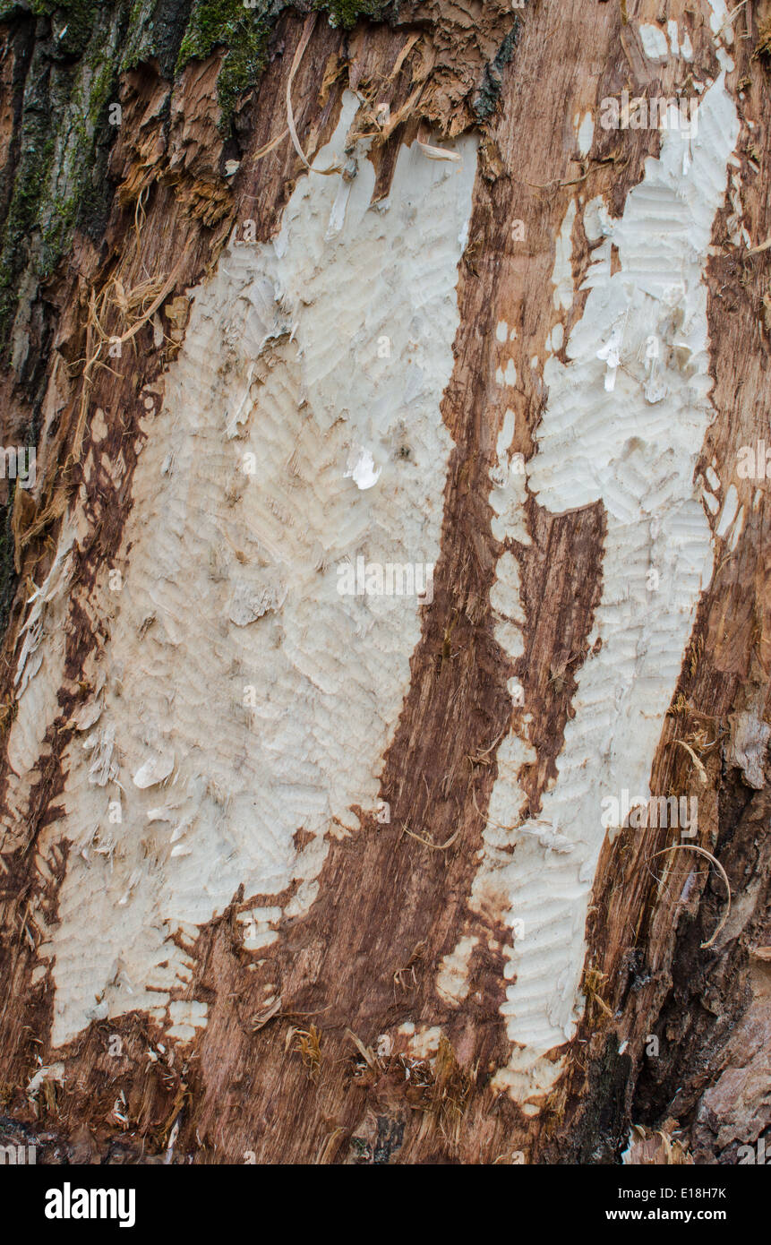 old tree destroyed by beaver Stock Photo - Alamy