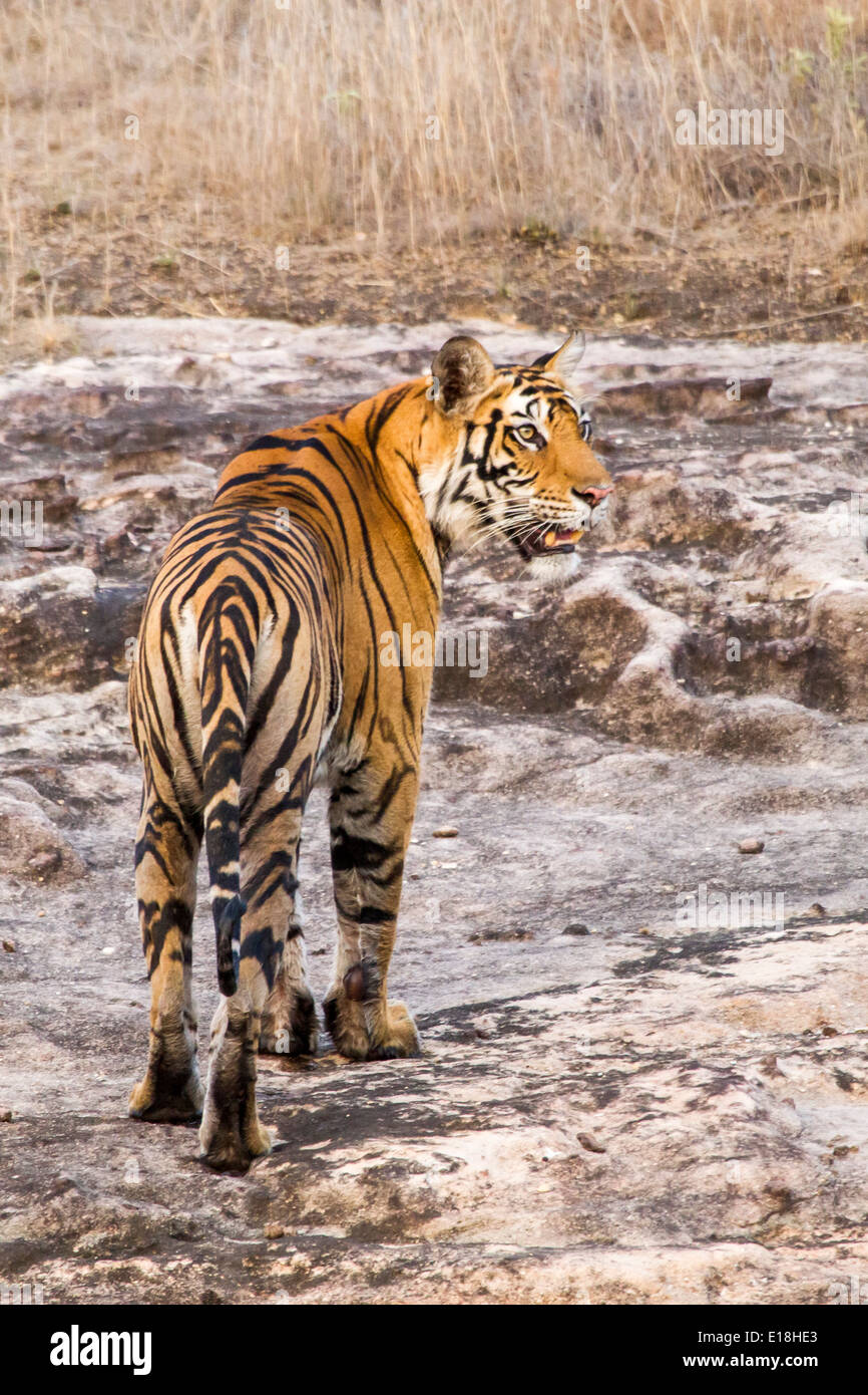 Male tiger standing, rear view looking sideways, in Bandhavgarh ...