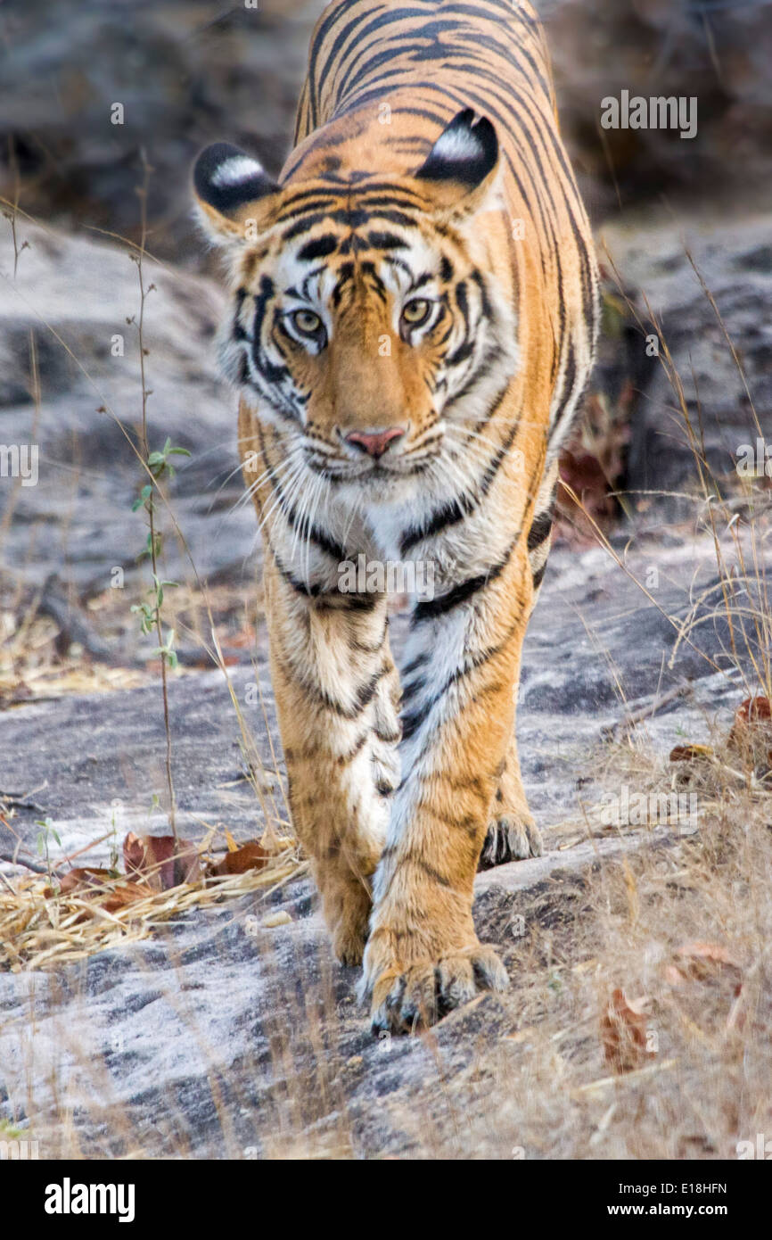 Tiger walking toward you hi-res stock photography and images - Alamy