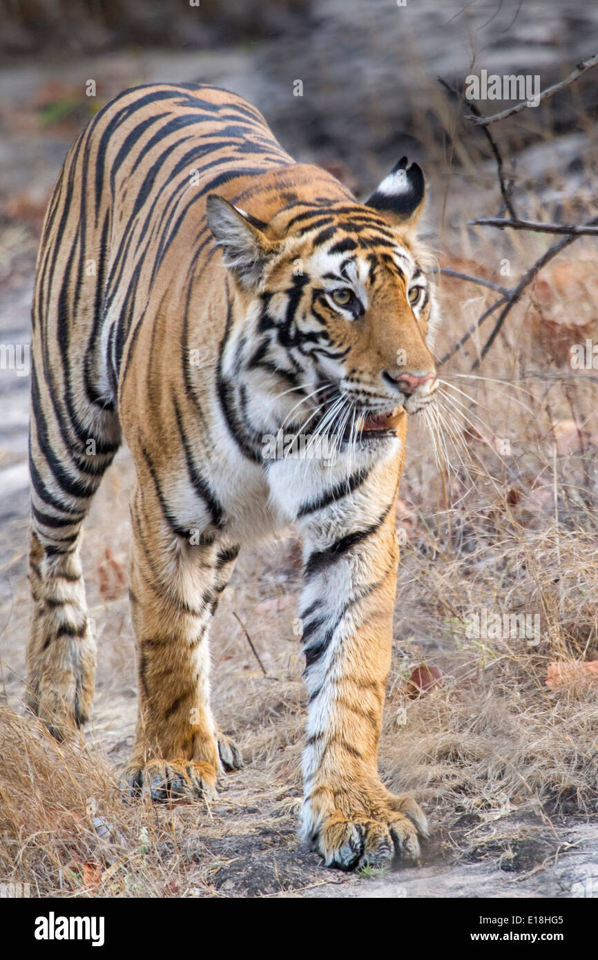 Tiger walking toward you hi-res stock photography and images - Alamy