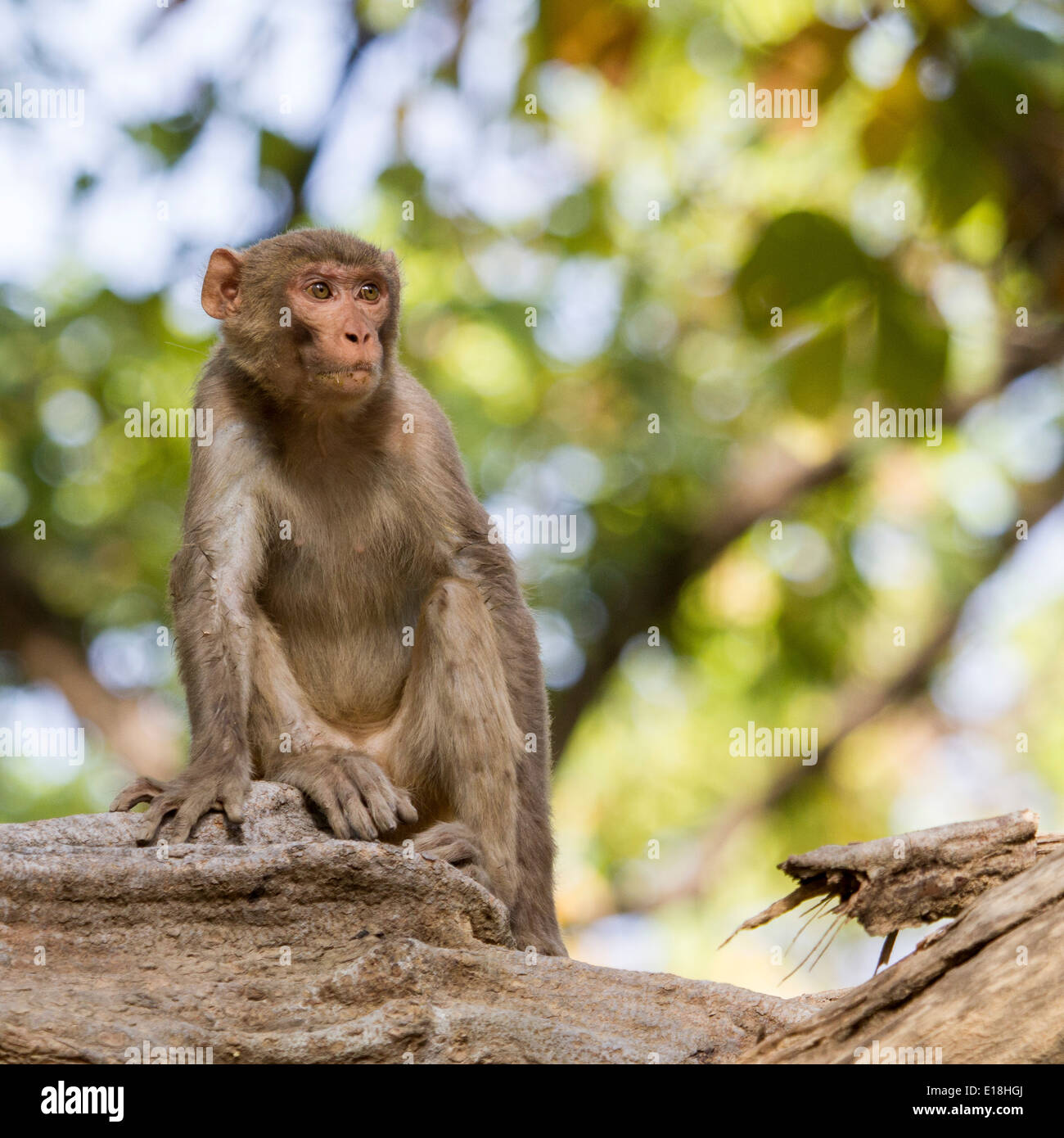 Lone macaque hi-res stock photography and images - Alamy