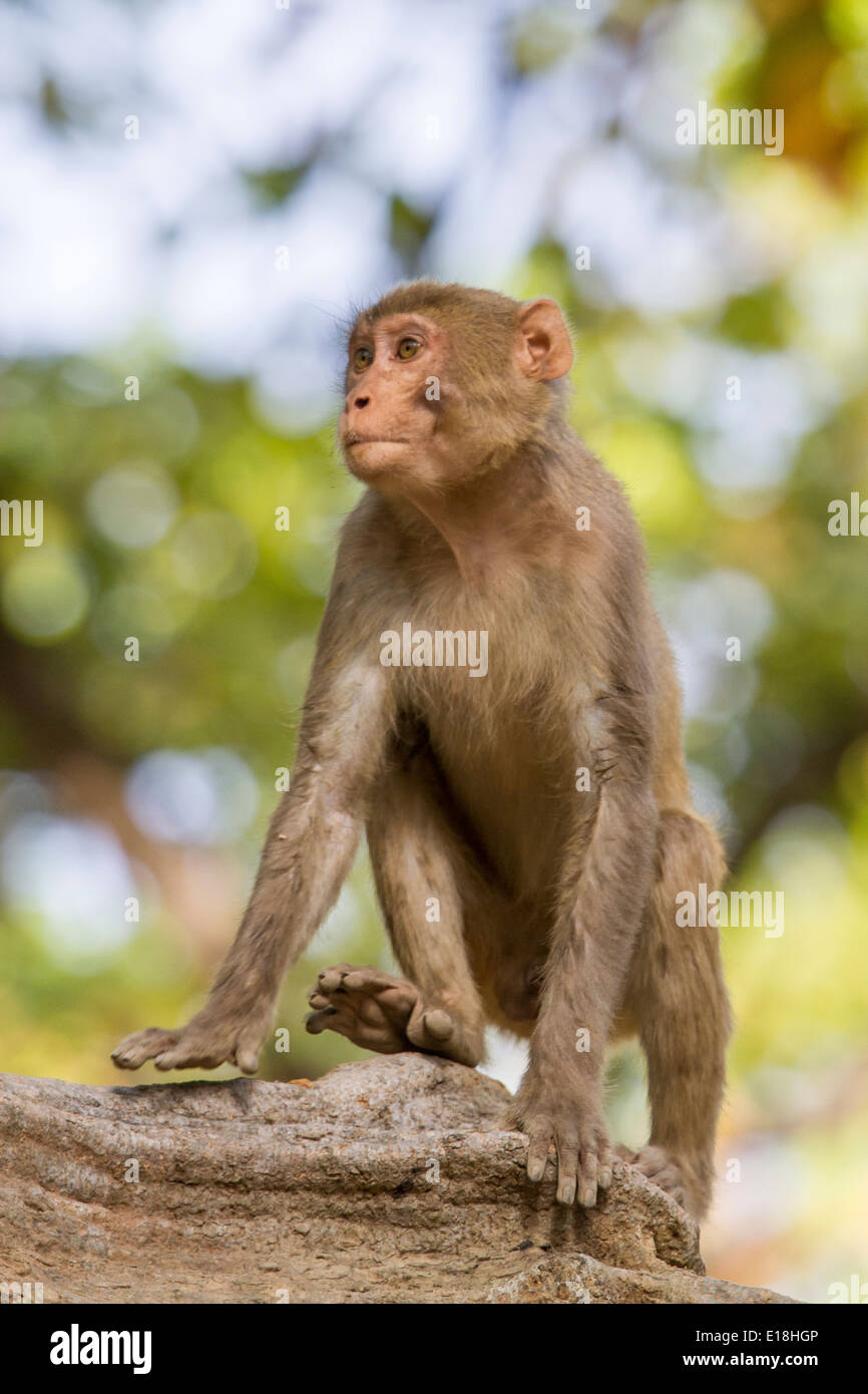 Rhesus macaque hi-res stock photography and images - Alamy Rhesus macaque hi-res stock photography and images - Alamy