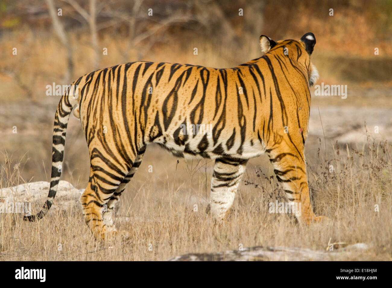 Side profile wild tiger walking hi-res stock photography and images - Alamy