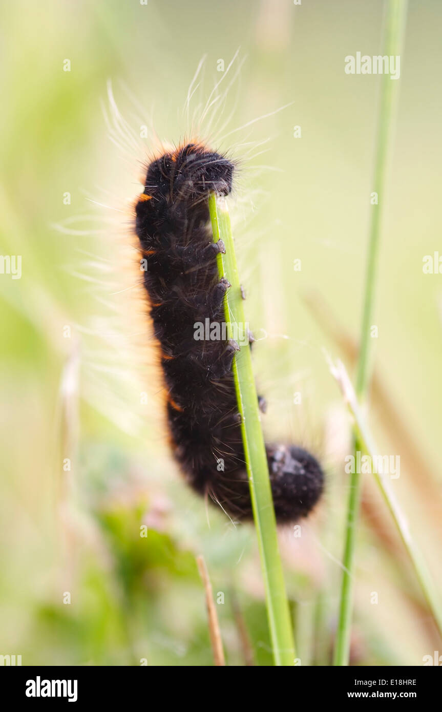 woolly bear eating grass Stock Photo - Alamy