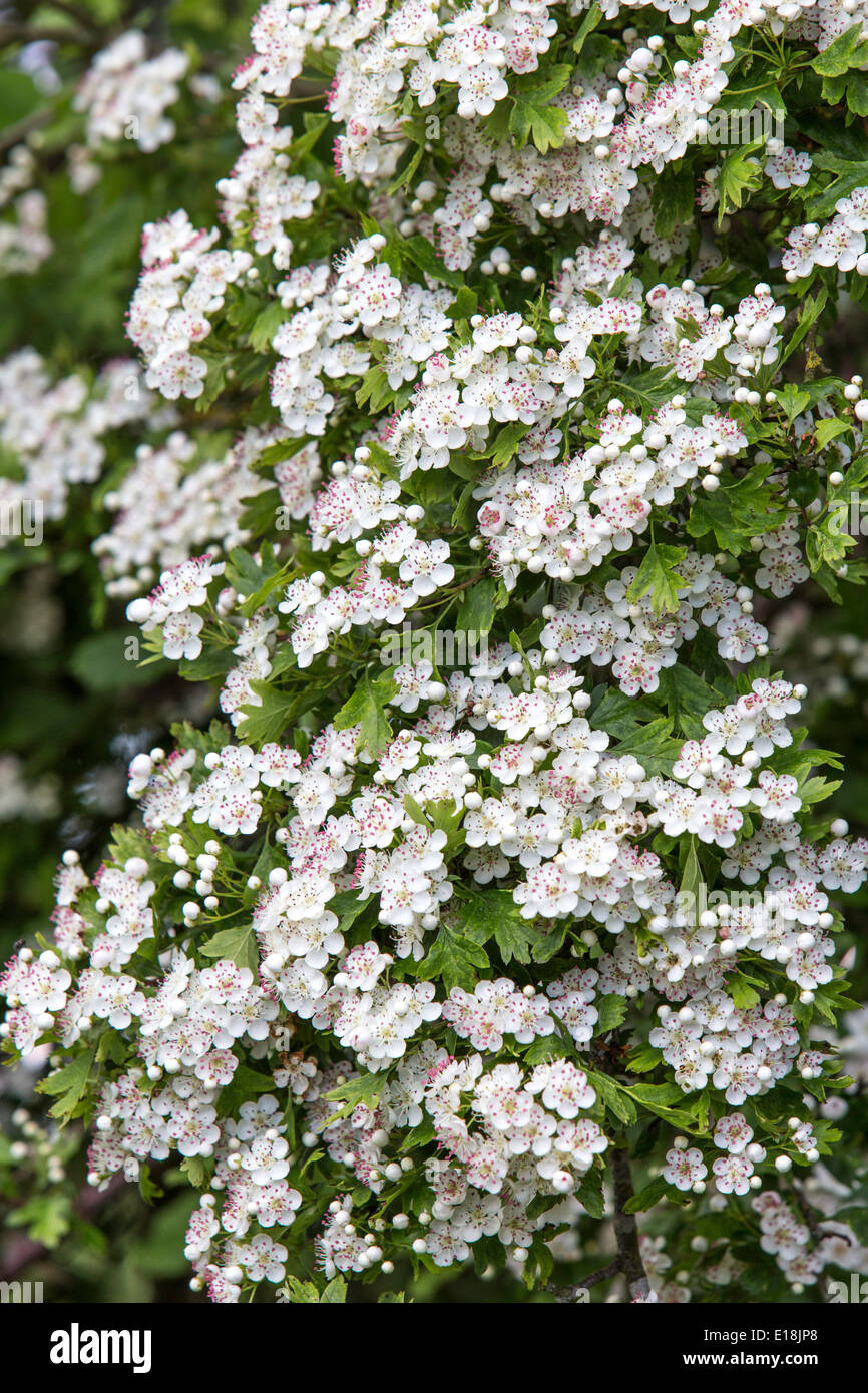 Hawthorne blossom, England, UK Stock Photo - Alamy