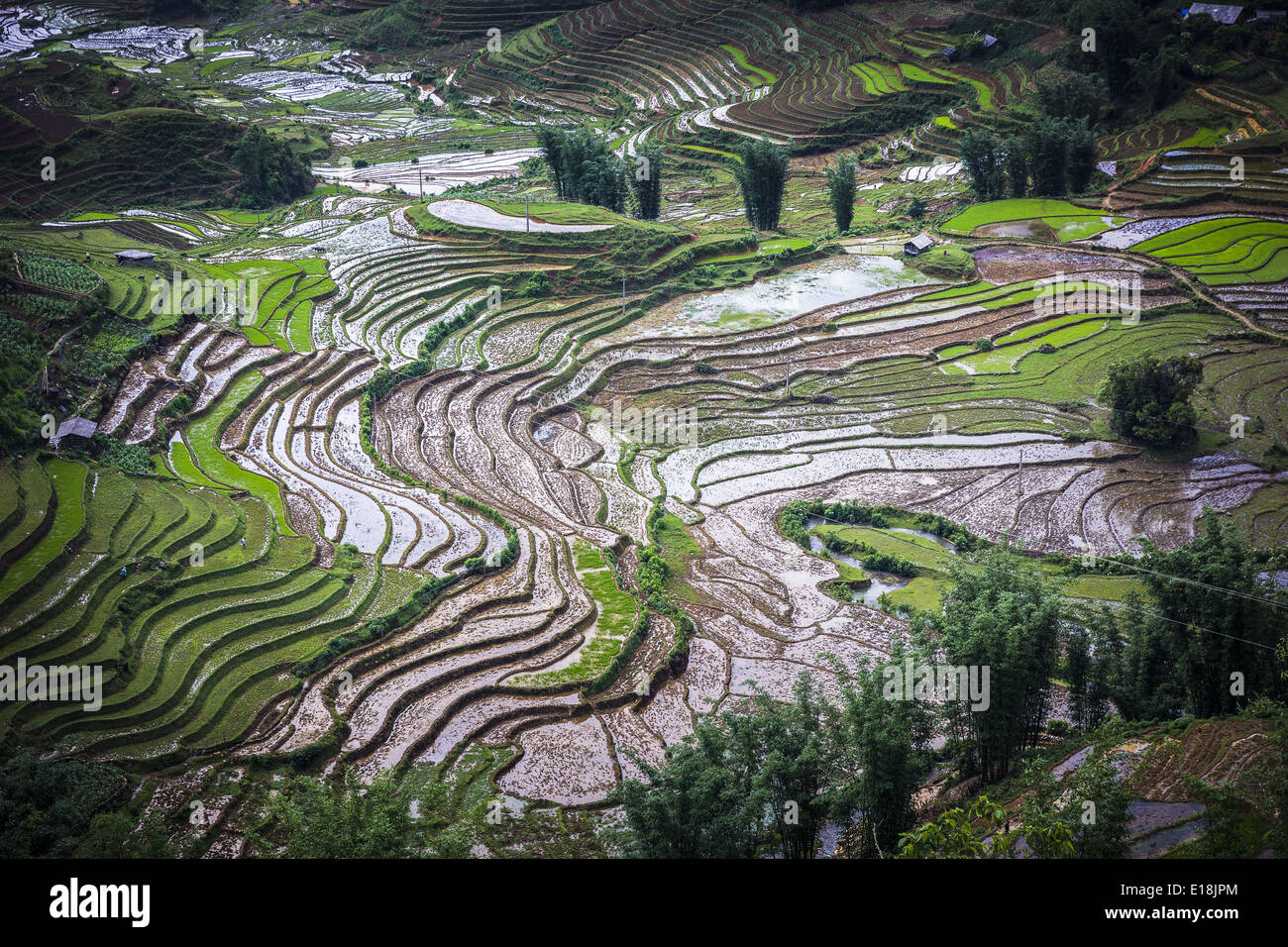 Planting rice terraces in the mountains near Sapa Stock Photo - Alamy