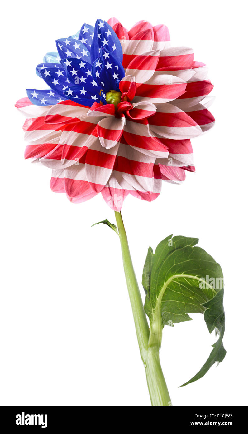USA flag on the order of flower. Isolated on a white background Stock ...