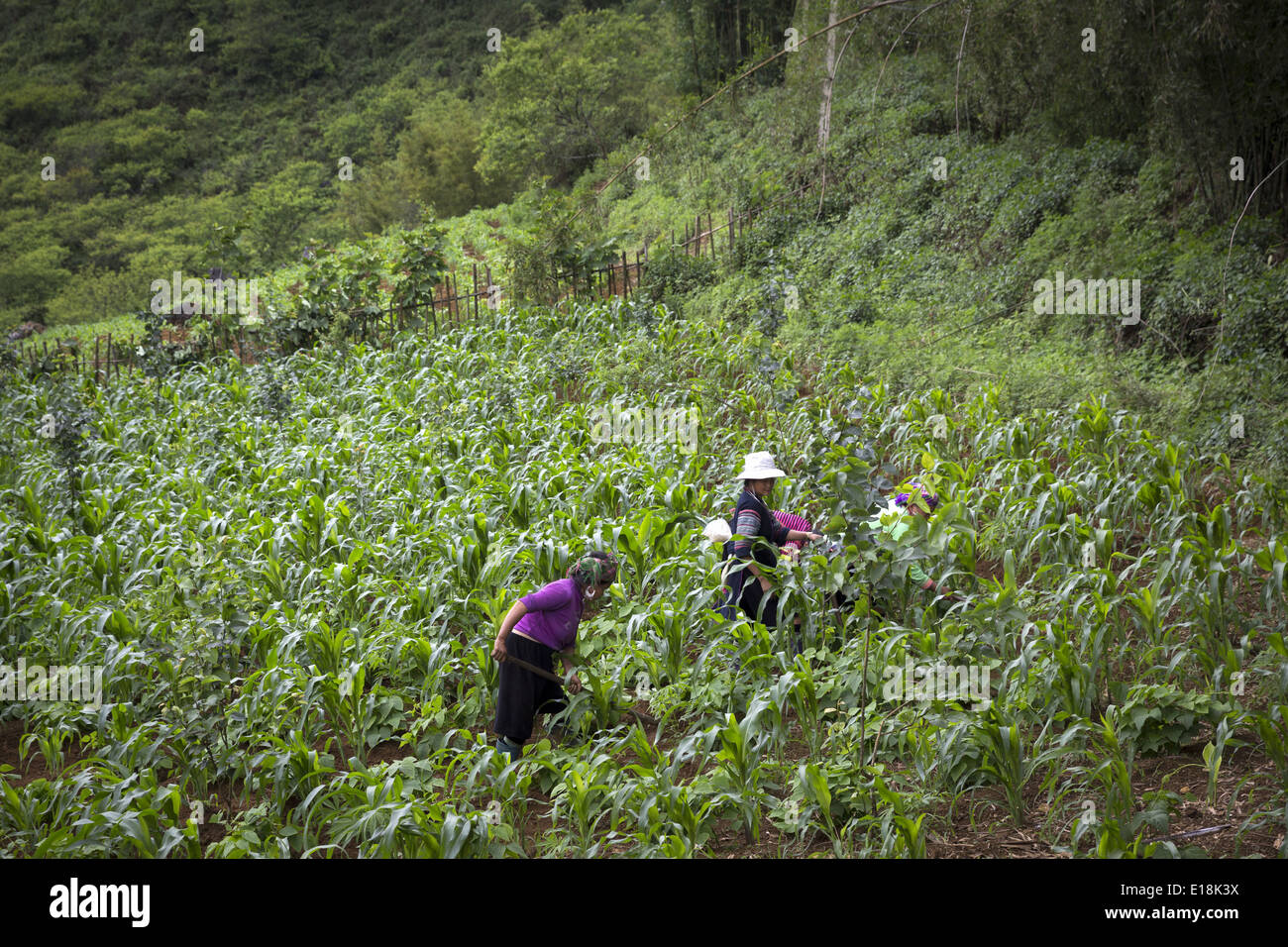 Two women working on a corn plantation Stock Photo - Alamy