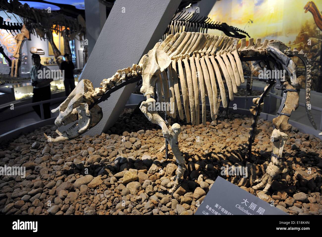 Look for fossils hi-res stock photography and images - Alamy