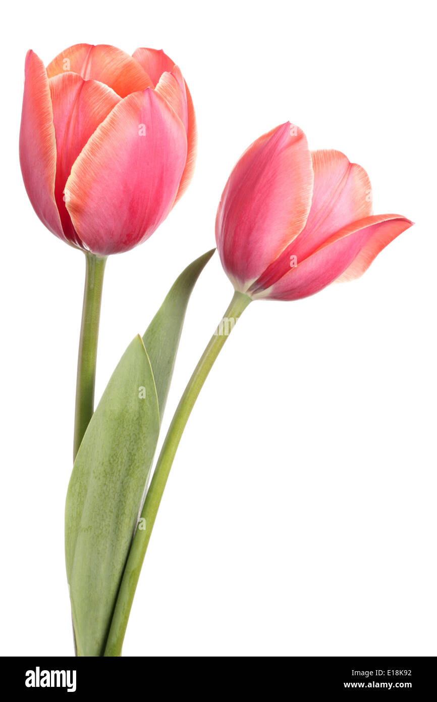 Tulips. Two flowers isolated on a white background Stock Photo - Alamy