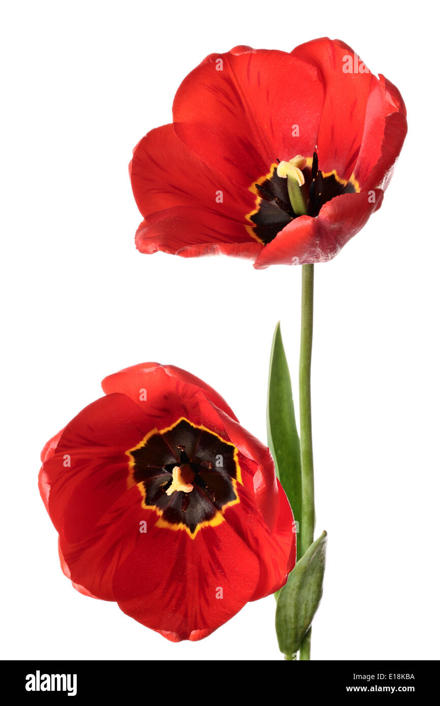 Tulips. Two flowers isolated on a white background Stock Photo - Alamy