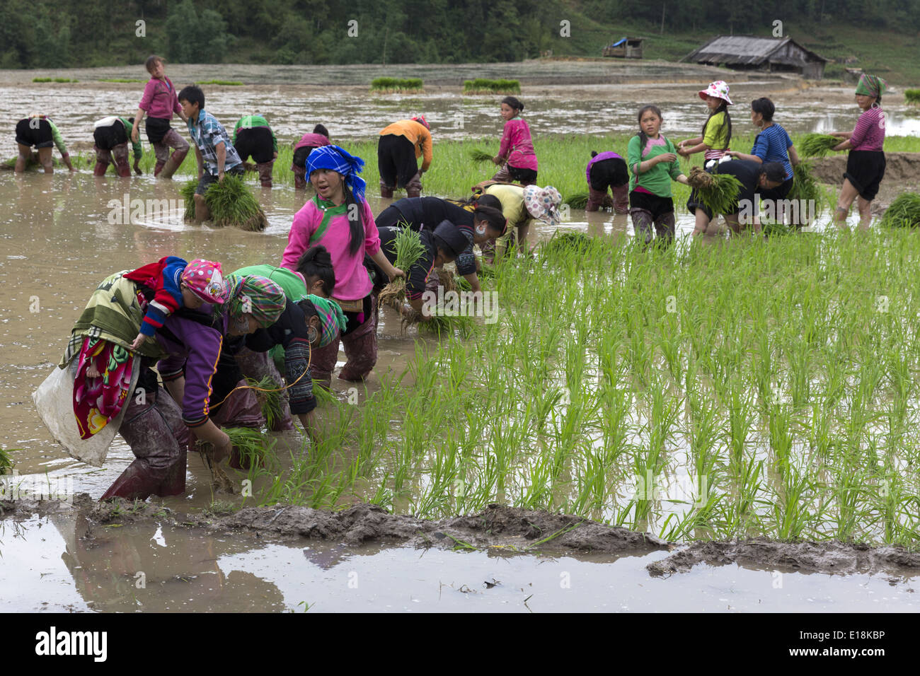 A group of farmers plant rice on the terrace of the mountains near Sapa ...