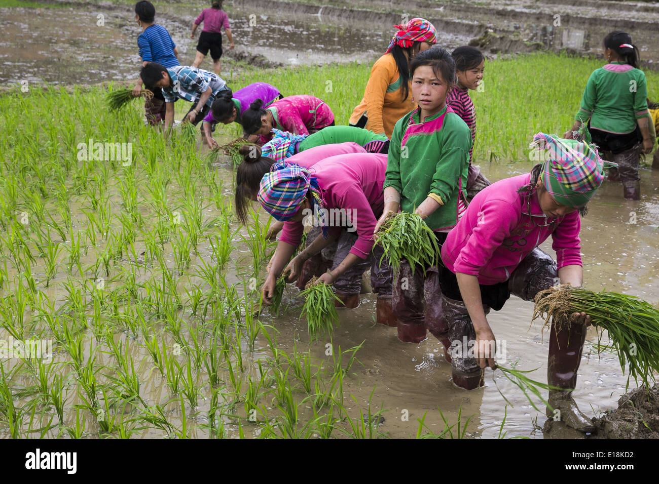 A group of farmers plant rice on the terrace of the mountains near Sapa ...