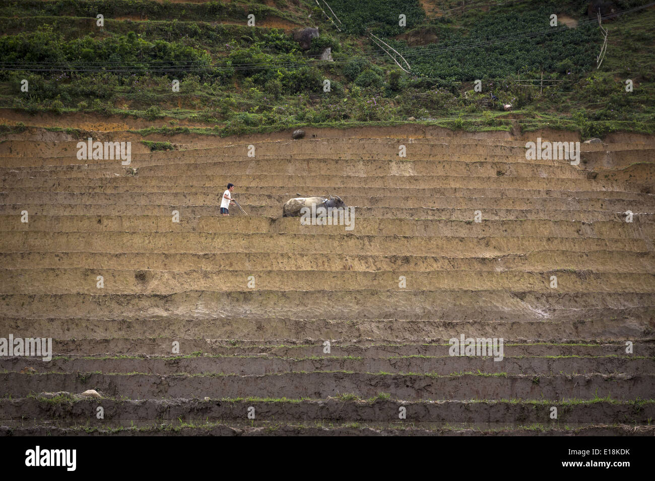 A farmer plowing with buffalo terraces on which rice is planted Stock ...