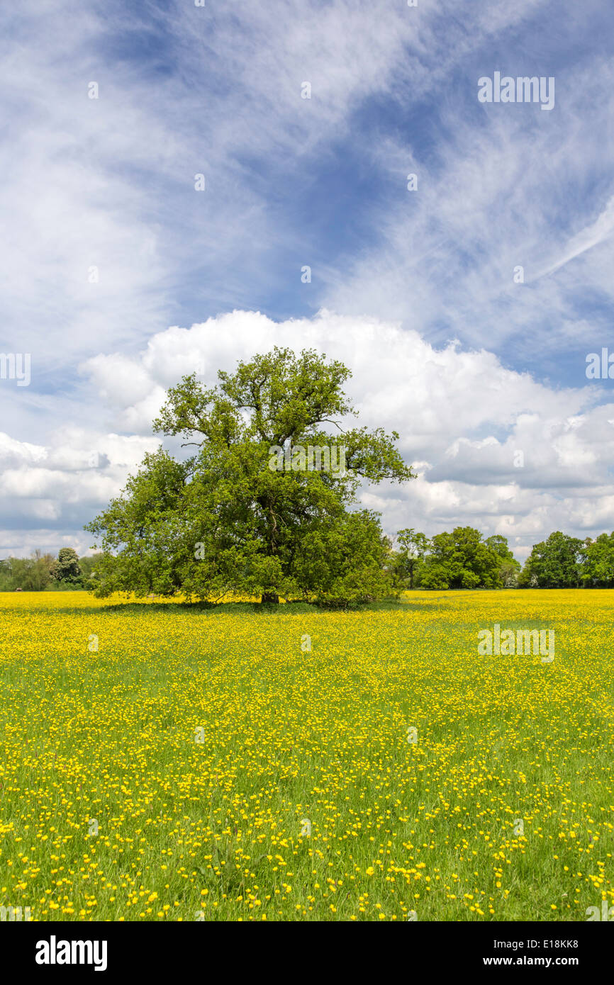 Looking across a Buttercup wildflower meadow towards mature Oak trees ...