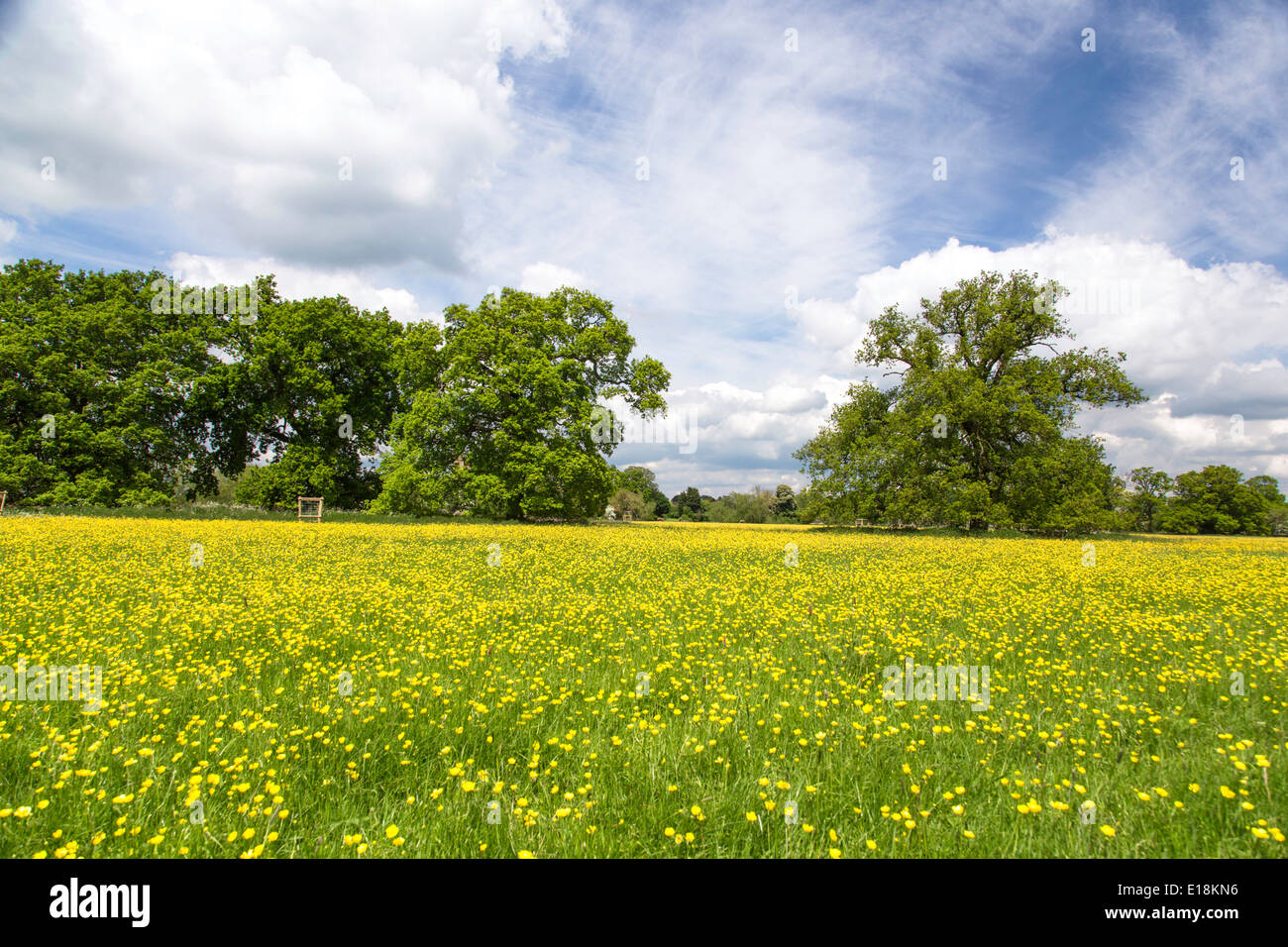 Looking across a Buttercup wildflower meadow towards mature Oak trees ...
