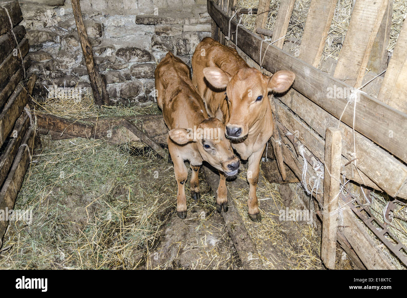 Two young calves inside the barn Stock Photo - Alamy