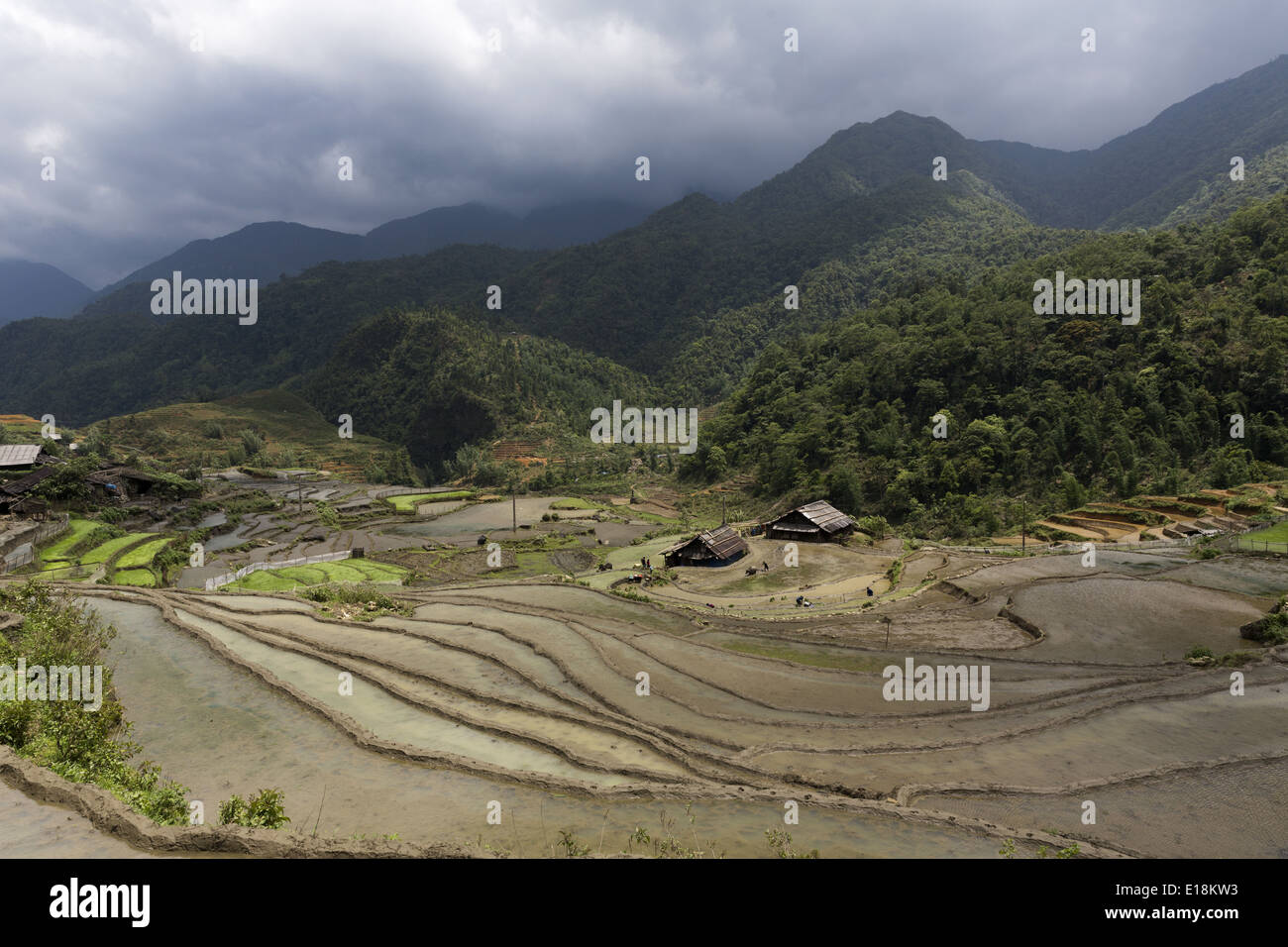 Planting rice terraces in the mountains near Sapa Stock Photo - Alamy