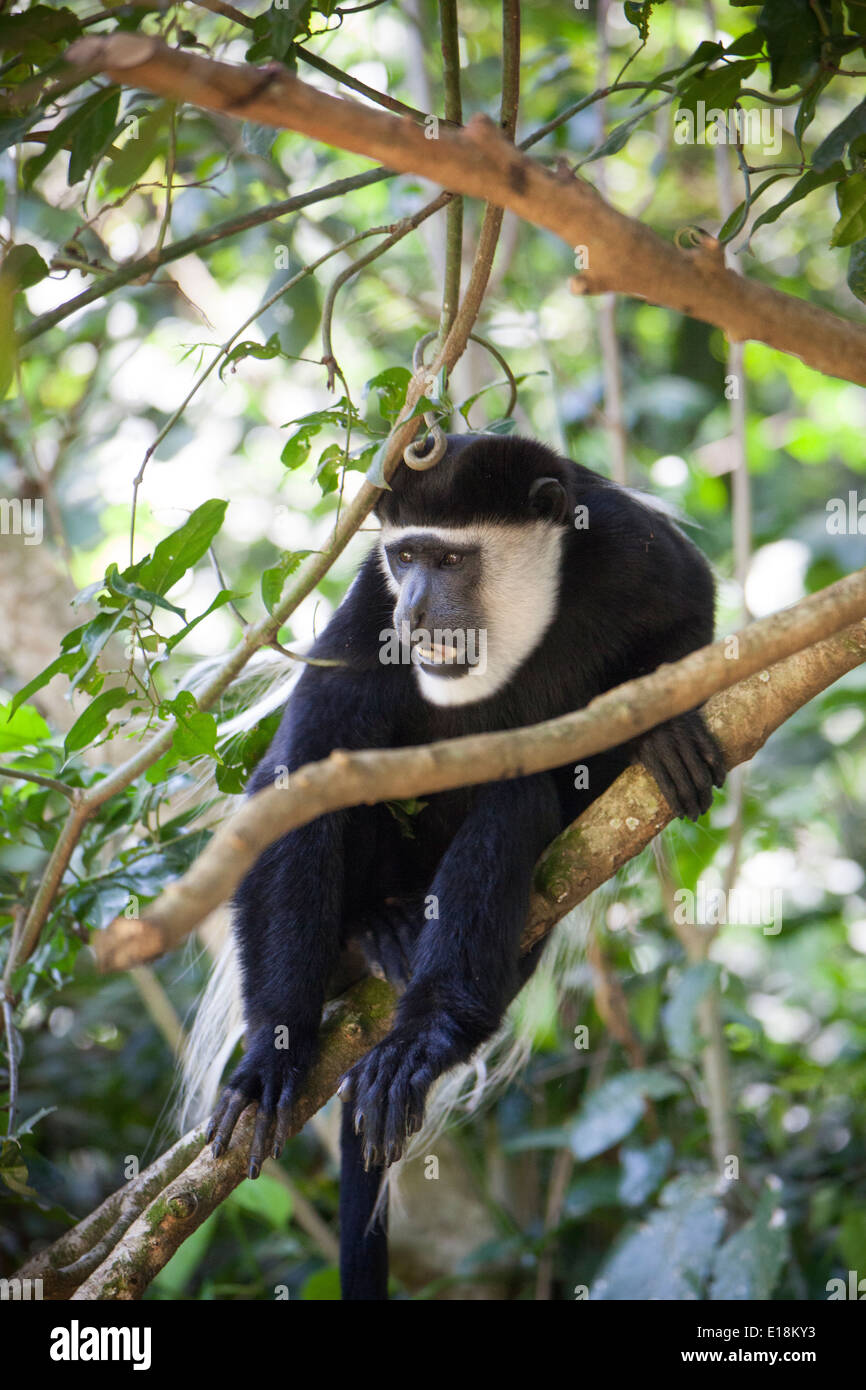 Kakamega forest national reserve hi-res stock photography and images ...