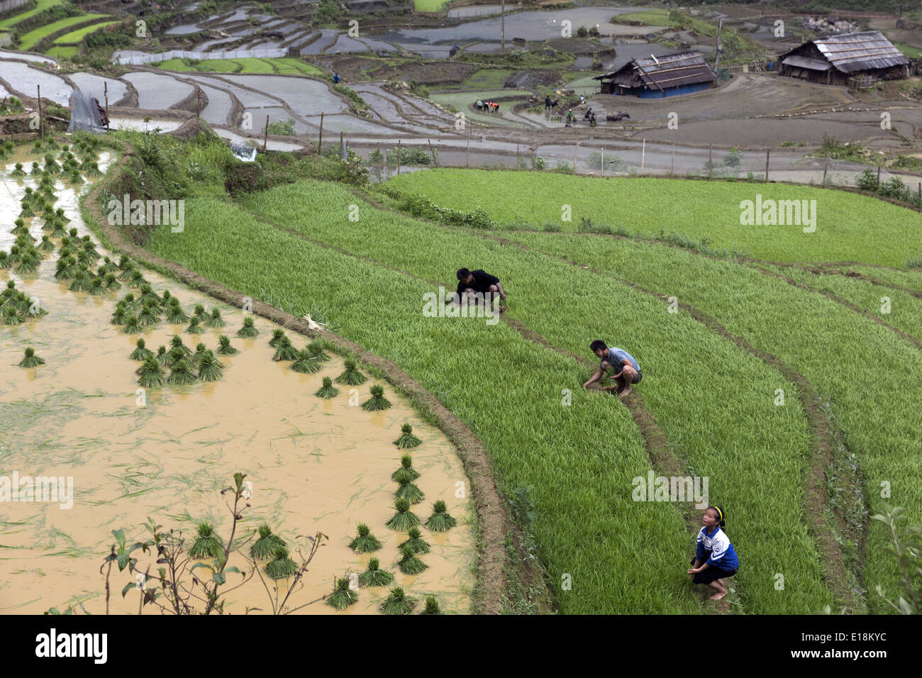 A group of farmers plant rice on the terrace of the mountains near Sapa ...