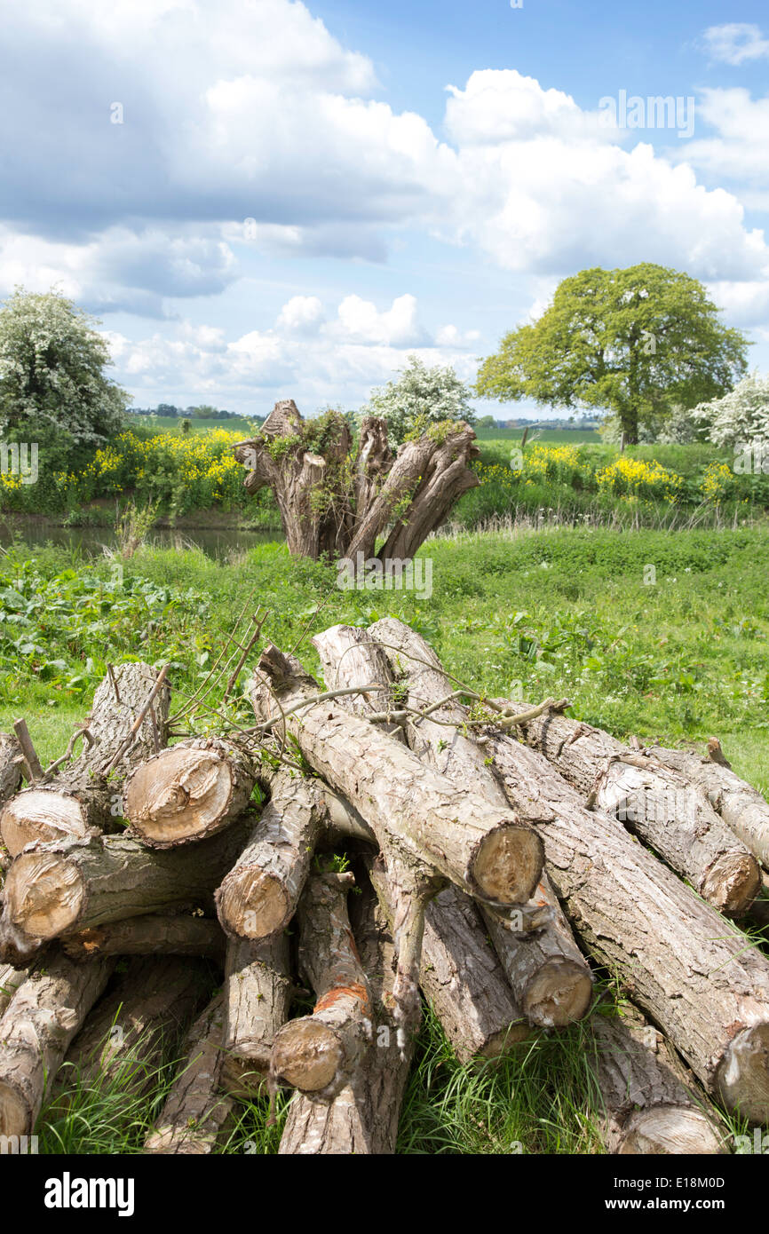 Pollarding willows hi-res stock photography and images - Alamy