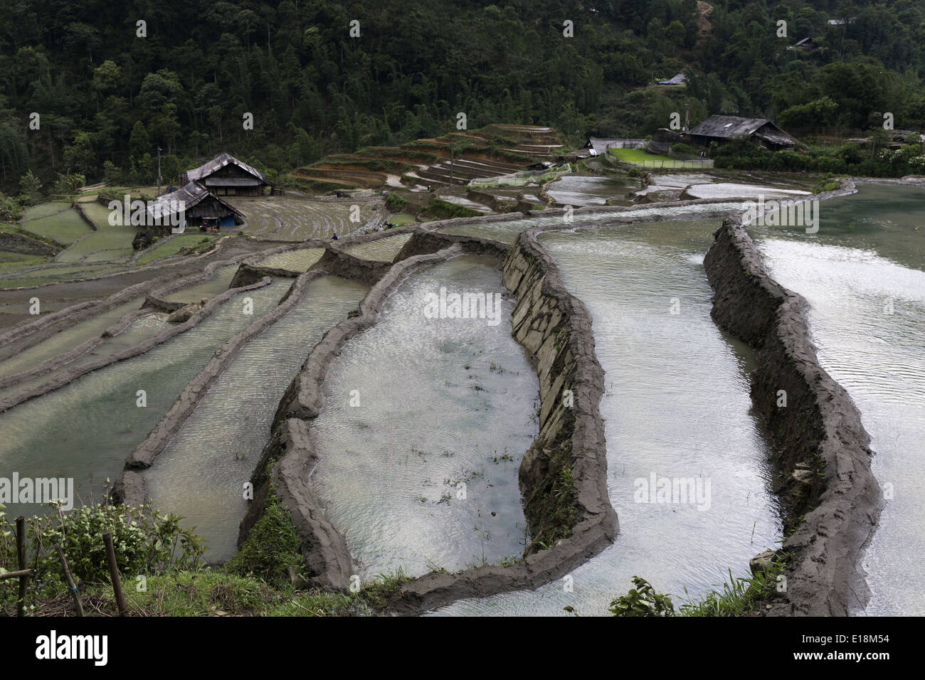 Planting rice terraces in the mountains near Sapa Stock Photo - Alamy