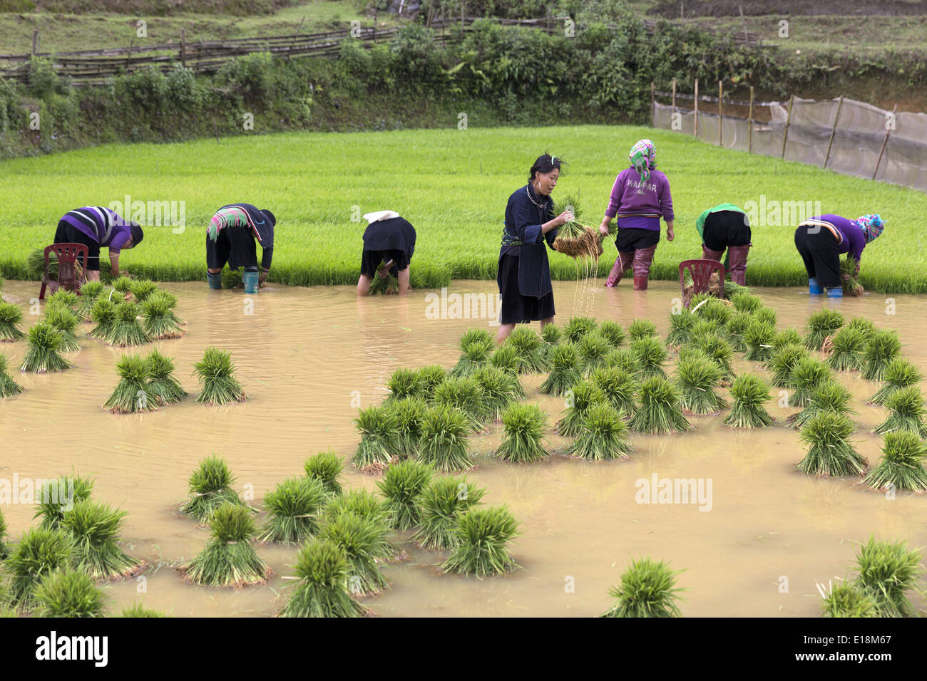 A group of farmers plant rice on the terrace of the mountains near Sapa ...