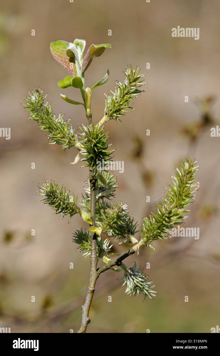 Goat Willow - Salix caprea New spring leaves & female catkins Stock ...