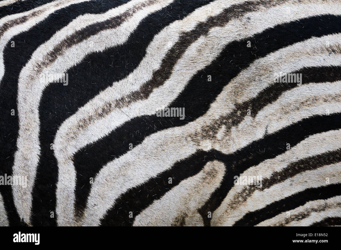 Zebra skin hi-res stock photography and images - Alamy