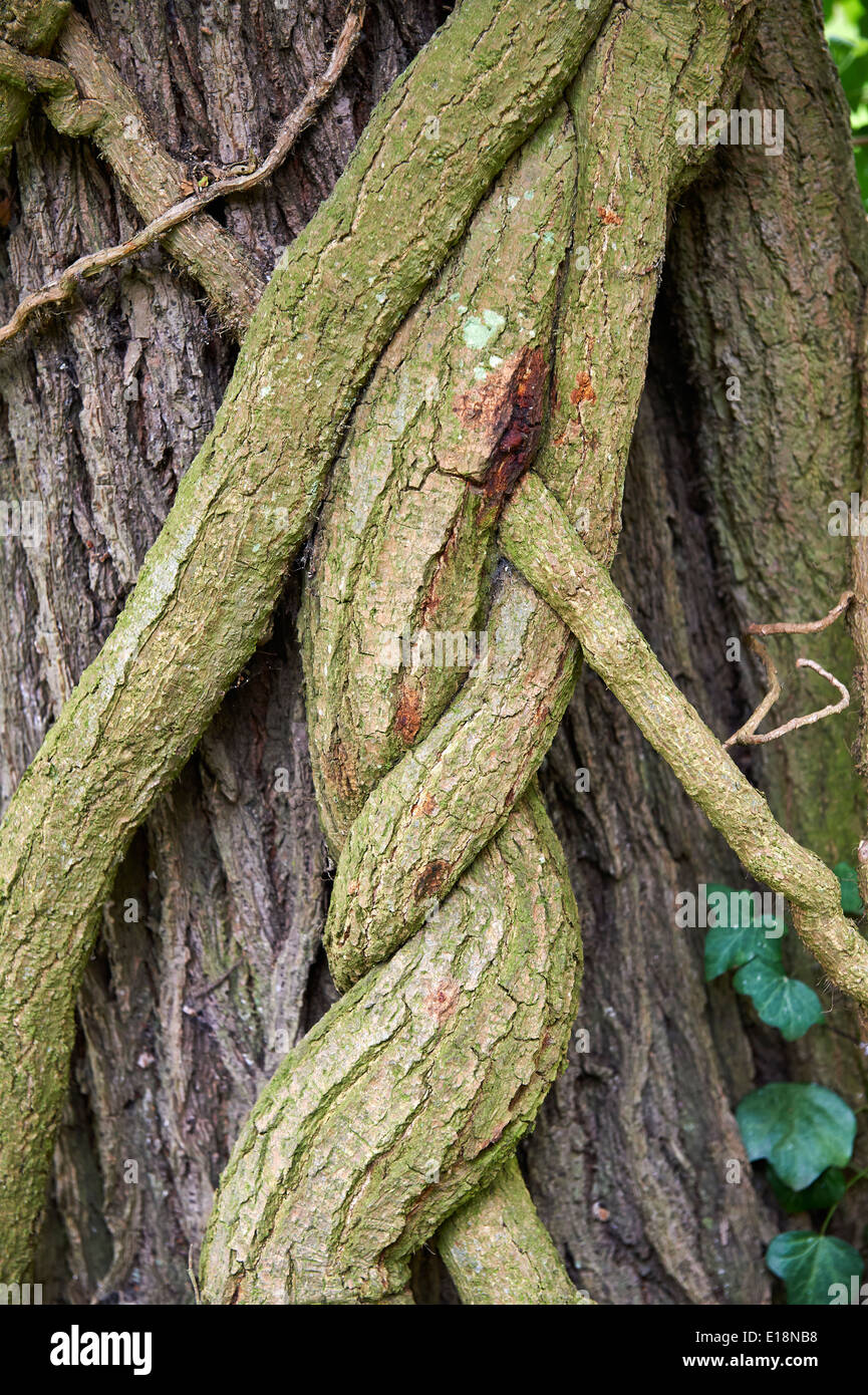 Trunk of a Tree Overgrown with Mature Ivy (Hedera helix) in English ...