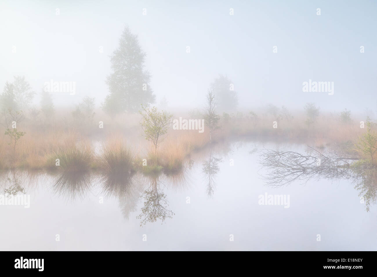 old swamp in dense morning fog, Drenthe, Netherlands Stock Photo - Alamy