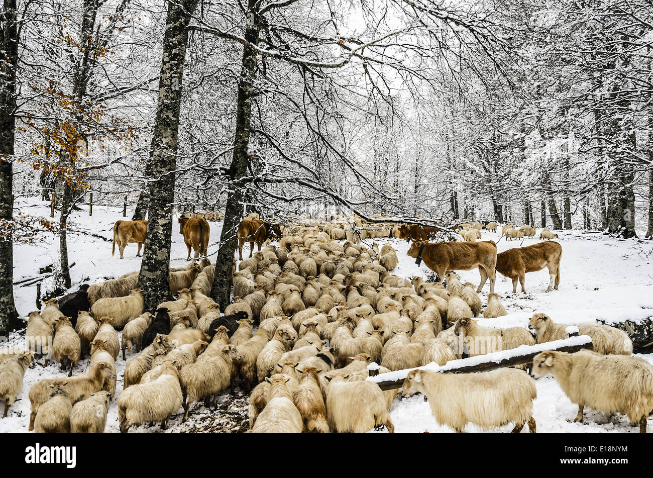 Sheep cow farm europe hi-res stock photography and images - Alamy