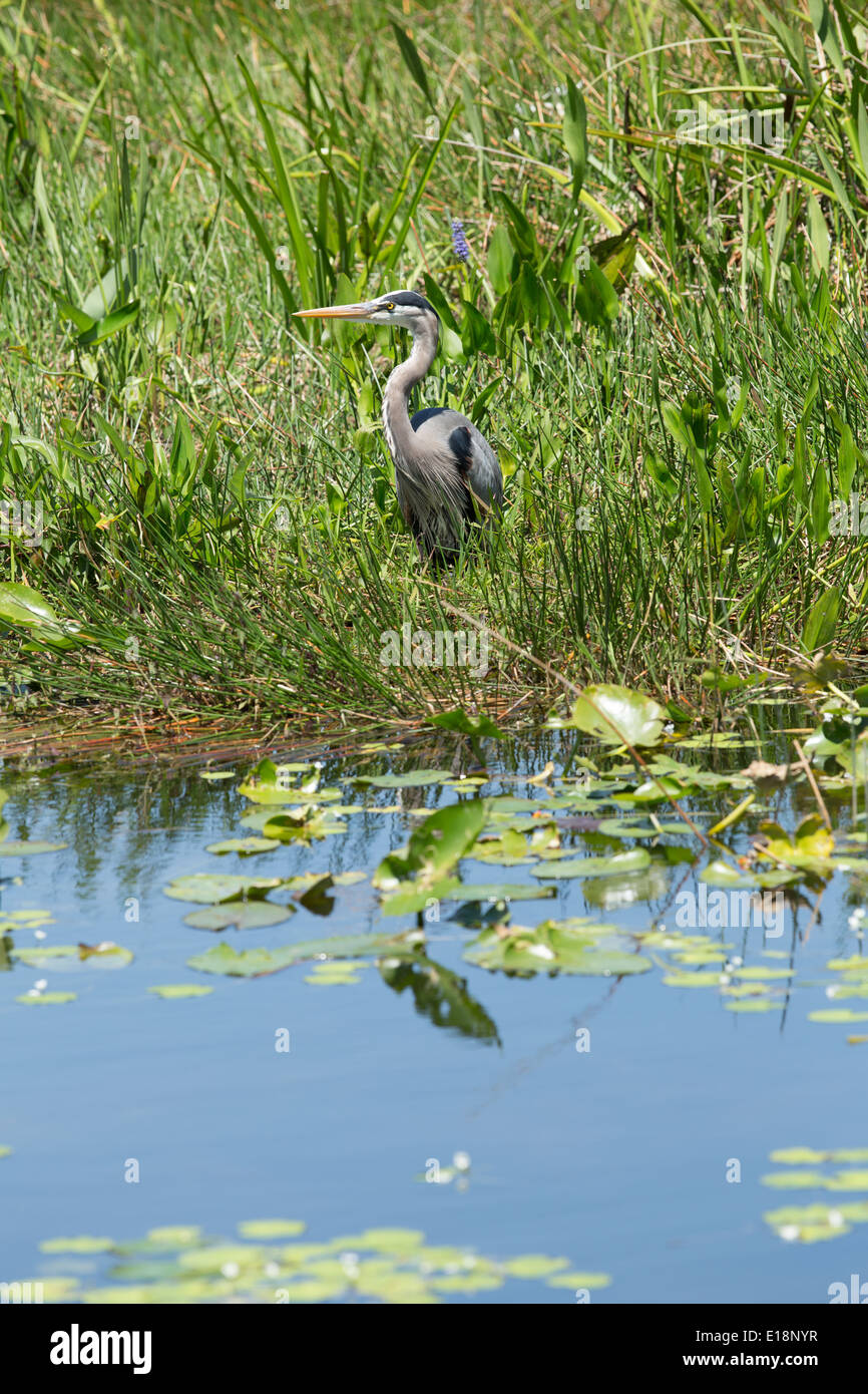 Heron on bank river hi-res stock photography and images - Alamy