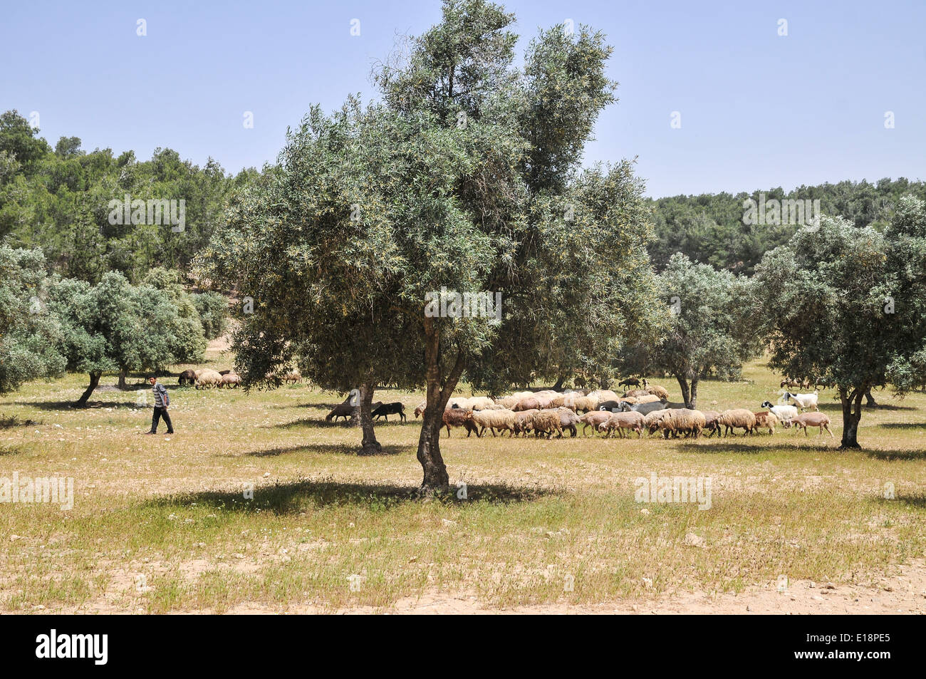 Olive grove middle east hi-res stock photography and images - Alamy