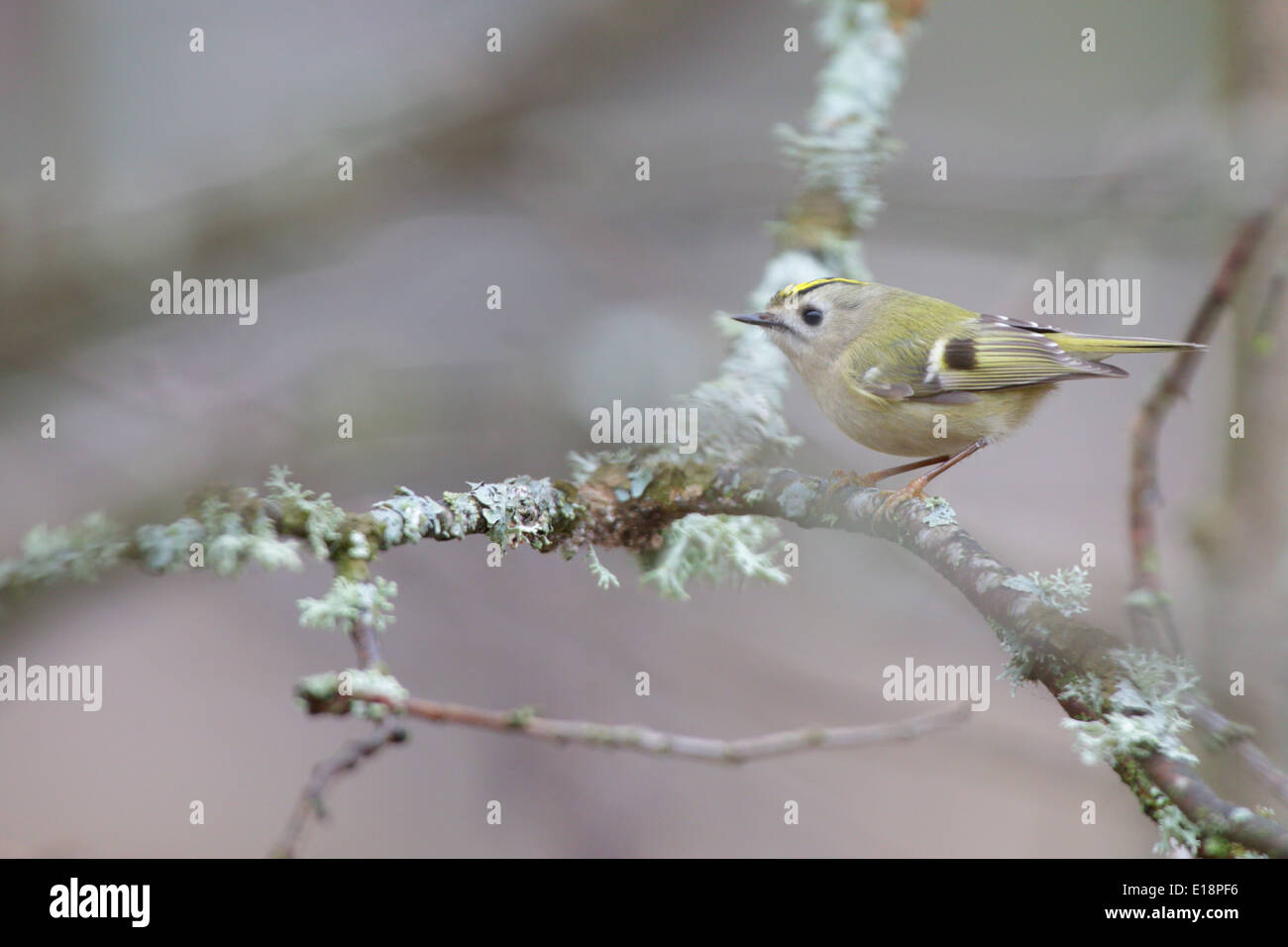 Regulus regulus hi-res stock photography and images - Alamy