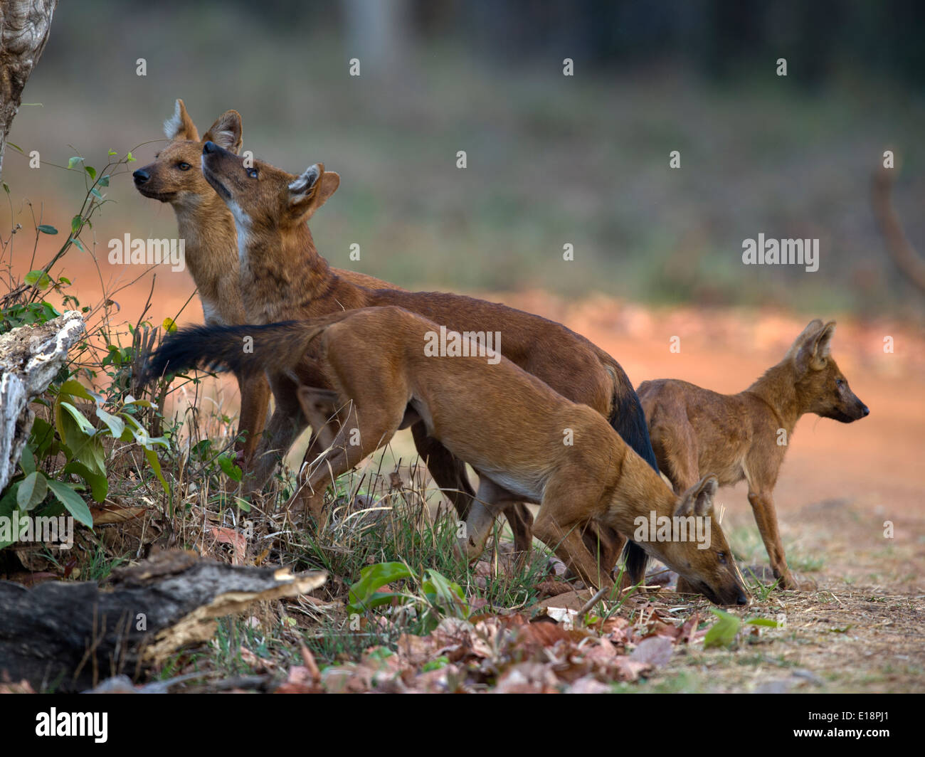 Wild dog dhole forest india hi-res stock photography and images - Alamy