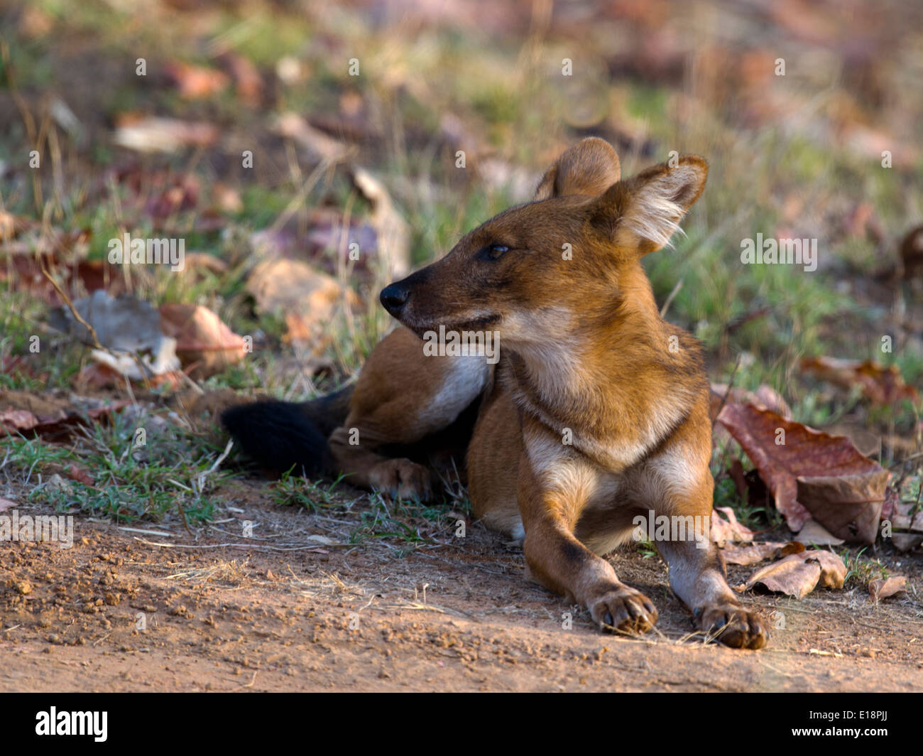 Dhole pack hi-res stock photography and images - Alamy