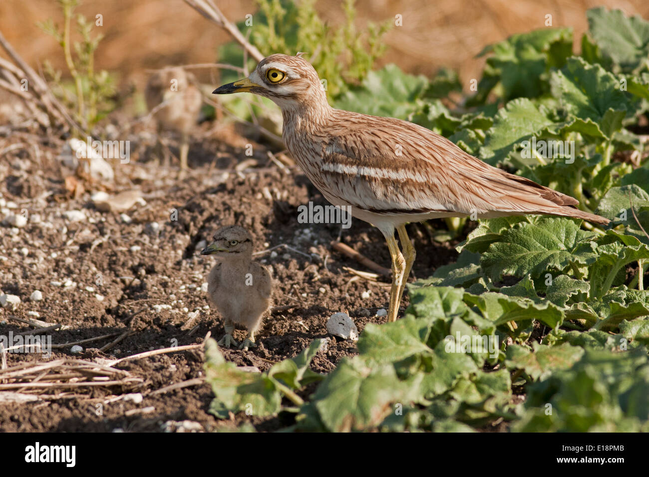 Curlew chicks hi-res stock photography and images - Alamy