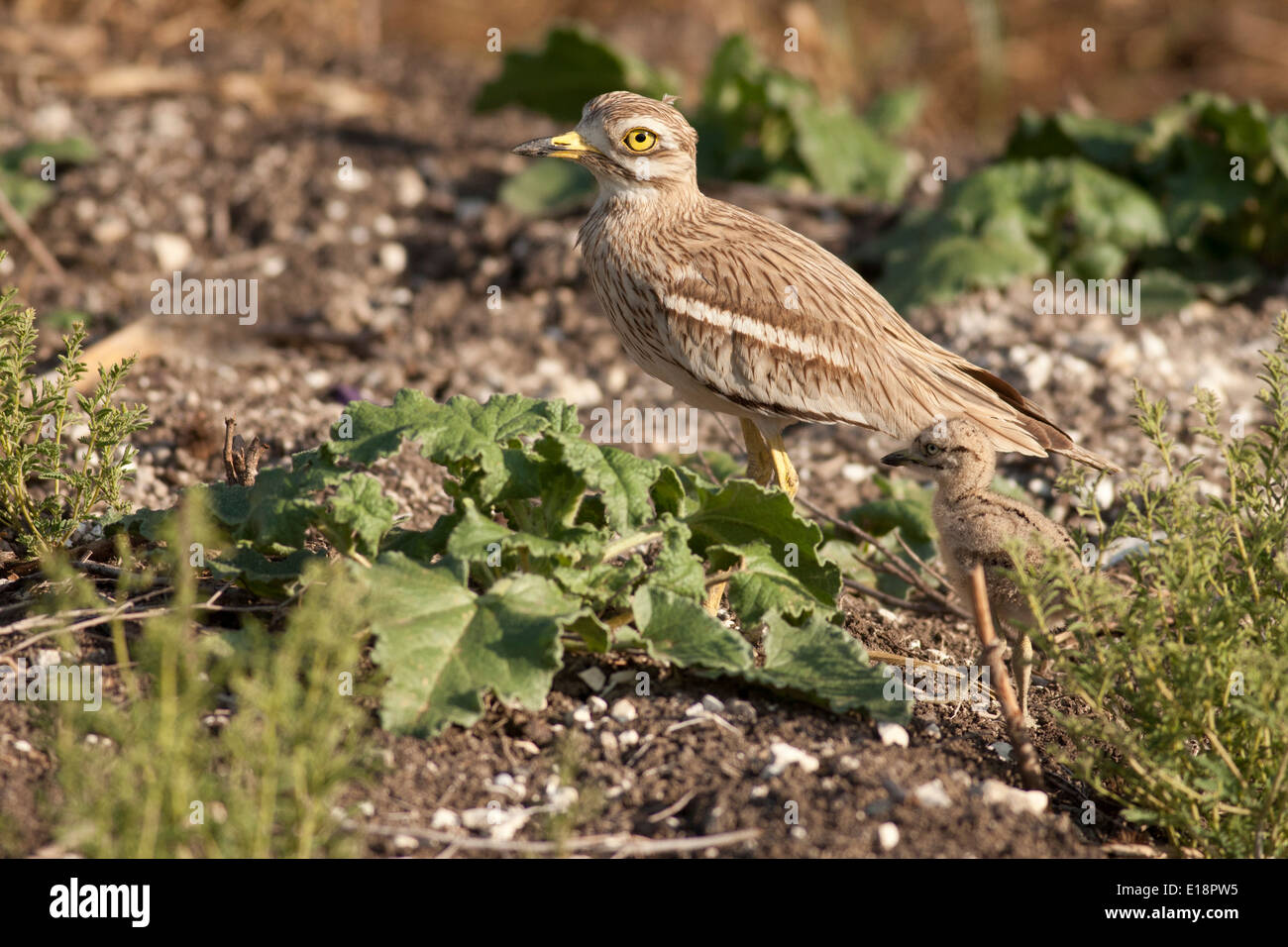 Stone Curlew, Eurasian Thick-knee, or Eurasian Stone-curlew (Burhinus ...
