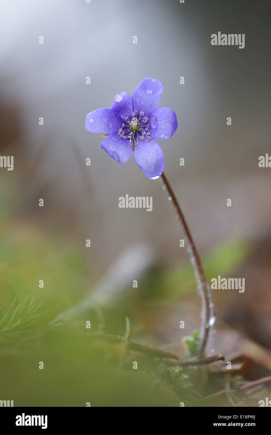 Hepatica flower (Hepatica nobilis) in spring. Europe Stock Photo - Alamy